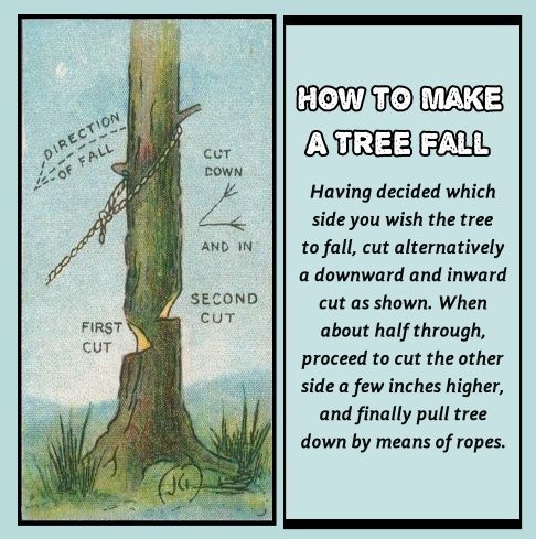 How To Fell a Tree | Outdoor Tips and Tricks